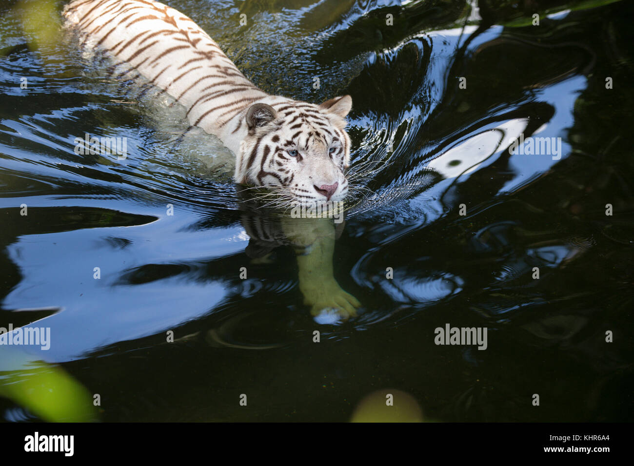 Bengal Tiger (Panthera tigris tigris), white morph, wading, native to ...