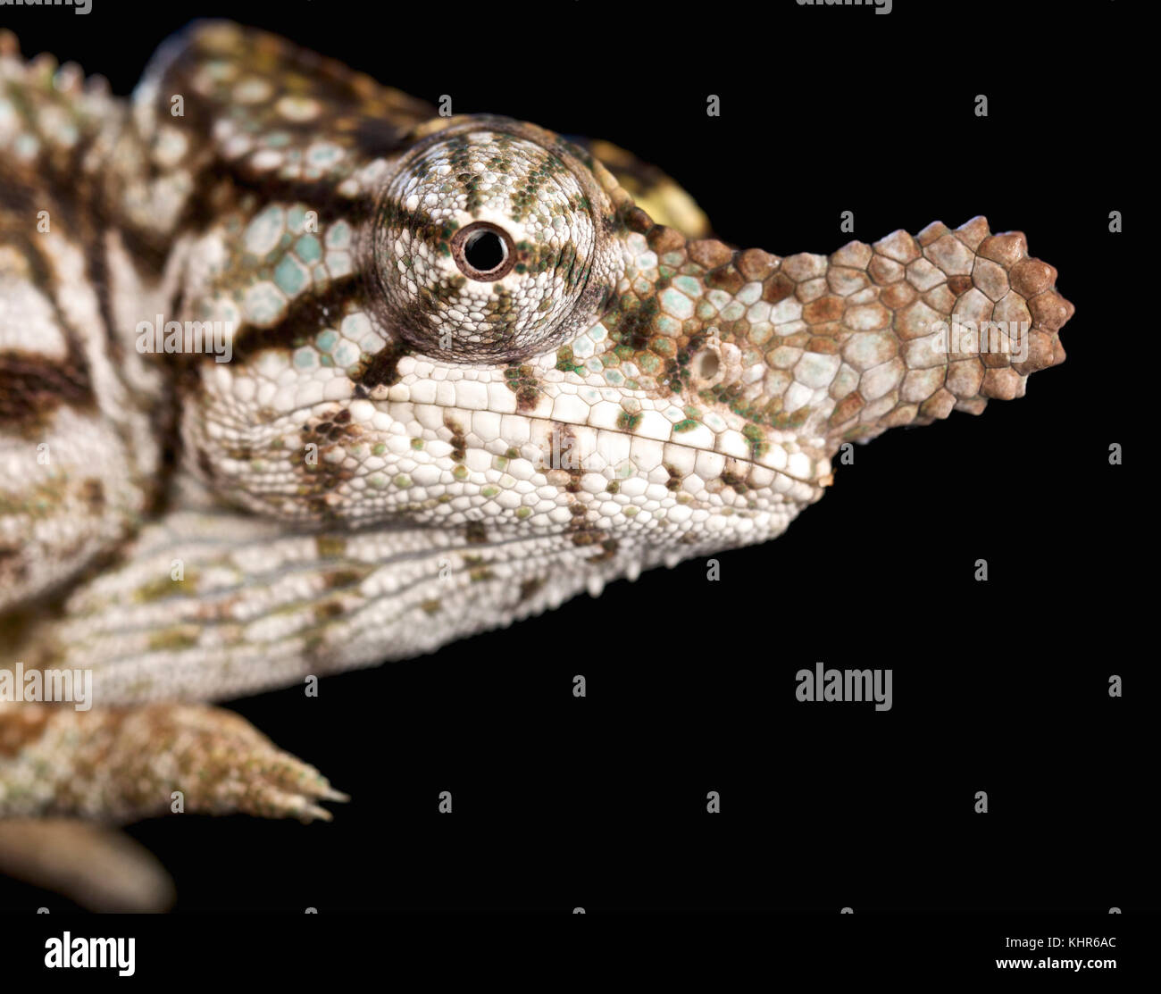 Rhinoceros Chameleon (Furcifer rhinoceratus), Ankarafantsika National ...