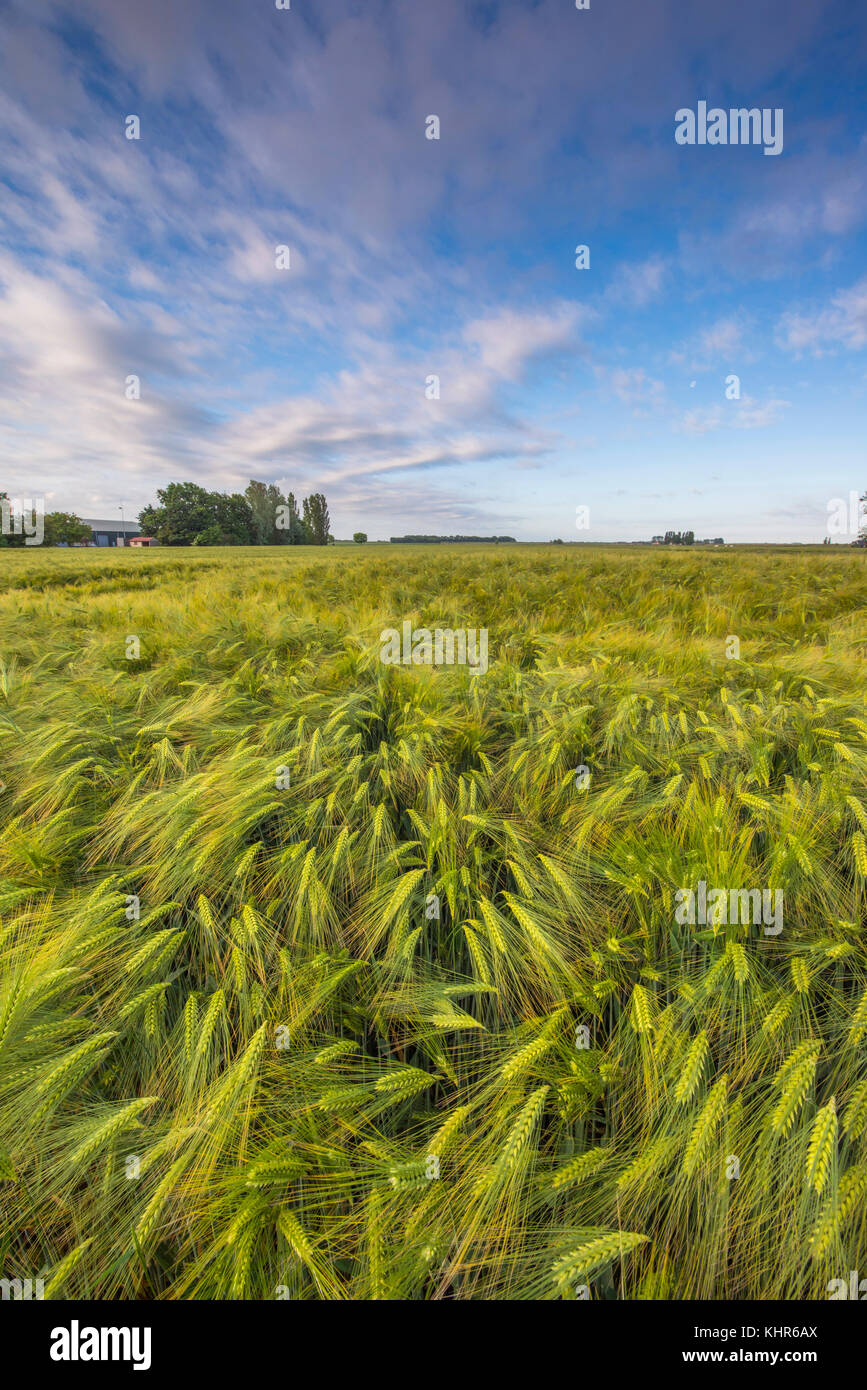 Two-rowed Barley (Hordeum vulgare) field, Netherlands Stock Photo - Alamy