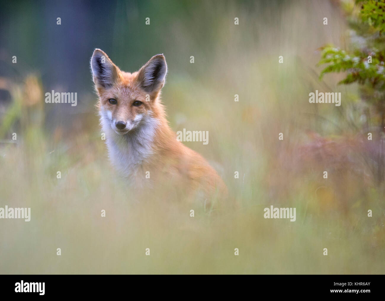 Red Fox (Vulpes vulpes) near Grand Marais, Minnesota Stock Photo - Alamy