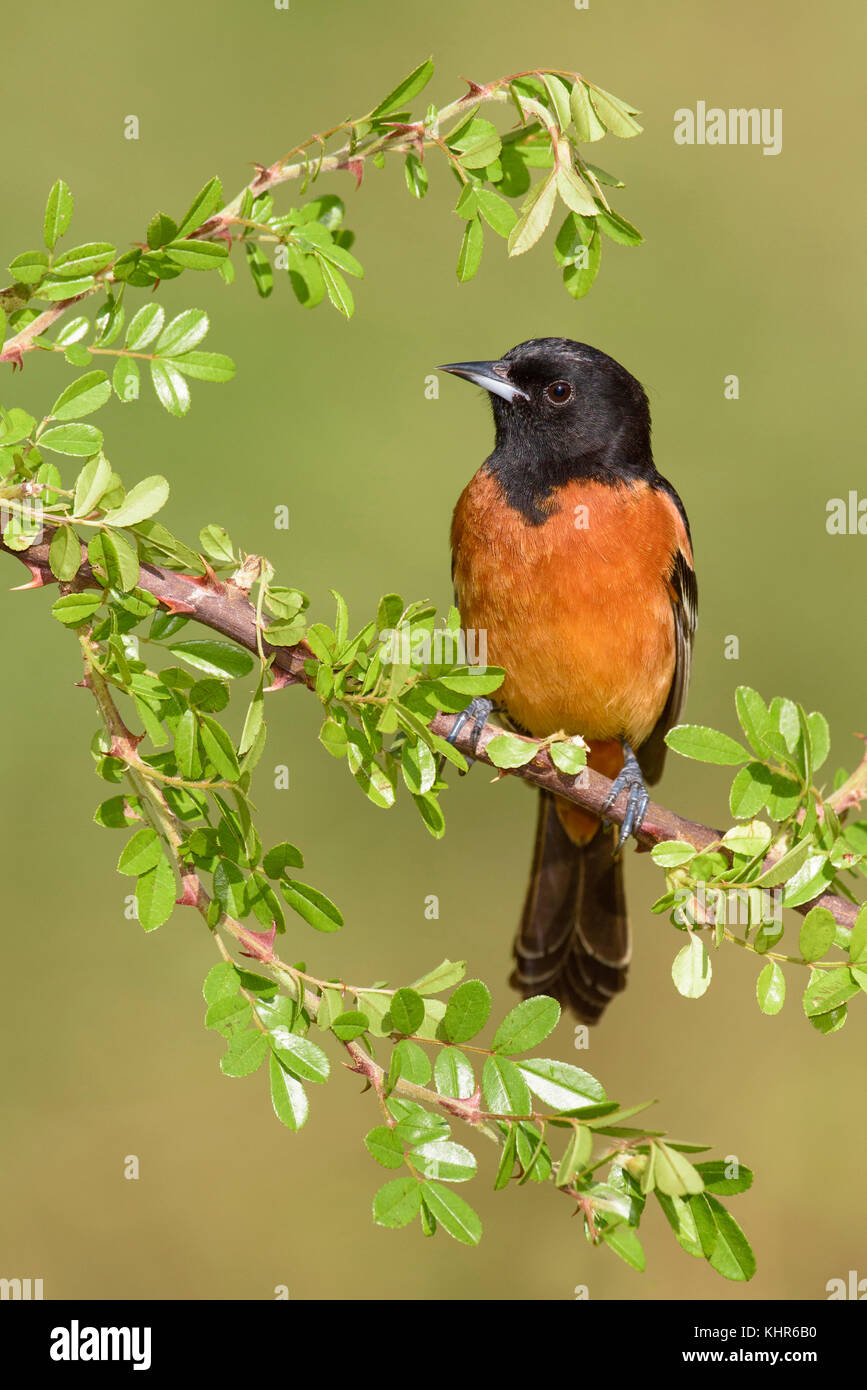 Orchard Oriole (Icterus spurius) male, Texas Stock Photo - Alamy