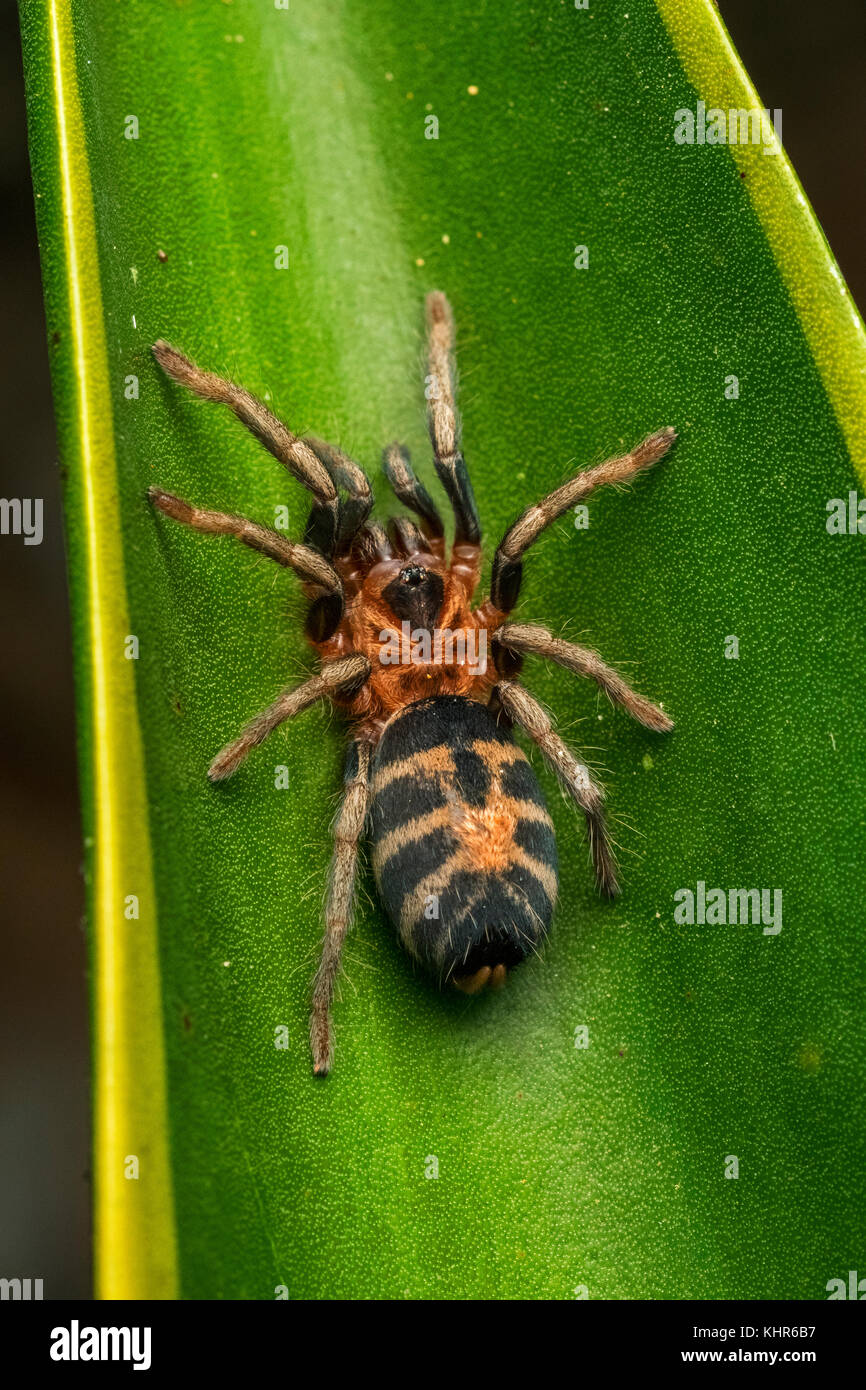 Tarantula (Hapalopus sp), Los Llanos, Colombia Stock Photo - Alamy