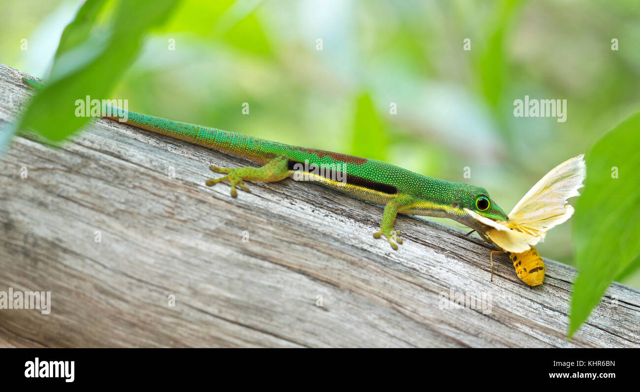 Striped Day Gecko (Phelsuma lineata) with moth prey, Antananarivo ...