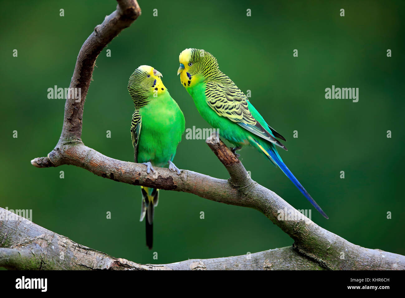 Budgerigar (Melopsittacus undulatus) pair, native to Australia Stock ...