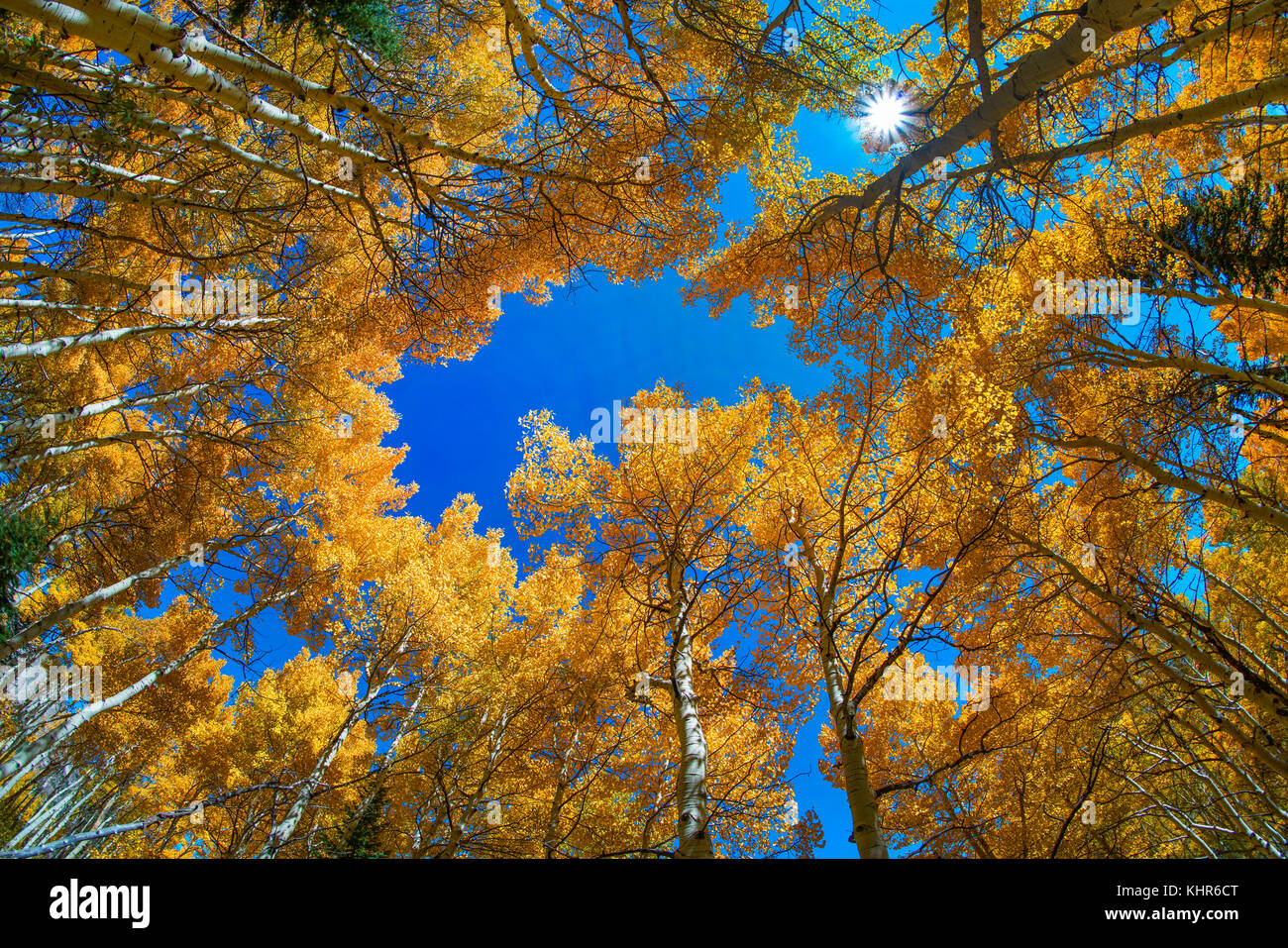 Quaking Aspen (Populus tremuloides) forest in fall, Kebler Pass ...