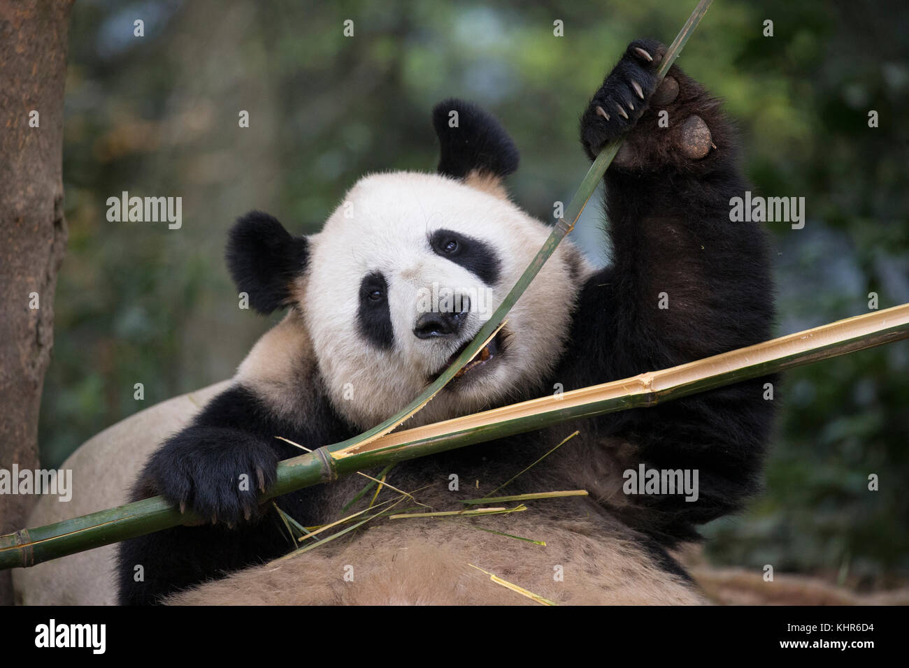 Giant Panda (Ailuropoda melanoleuca) feeding on bamboo, Bifengxia Panda ...