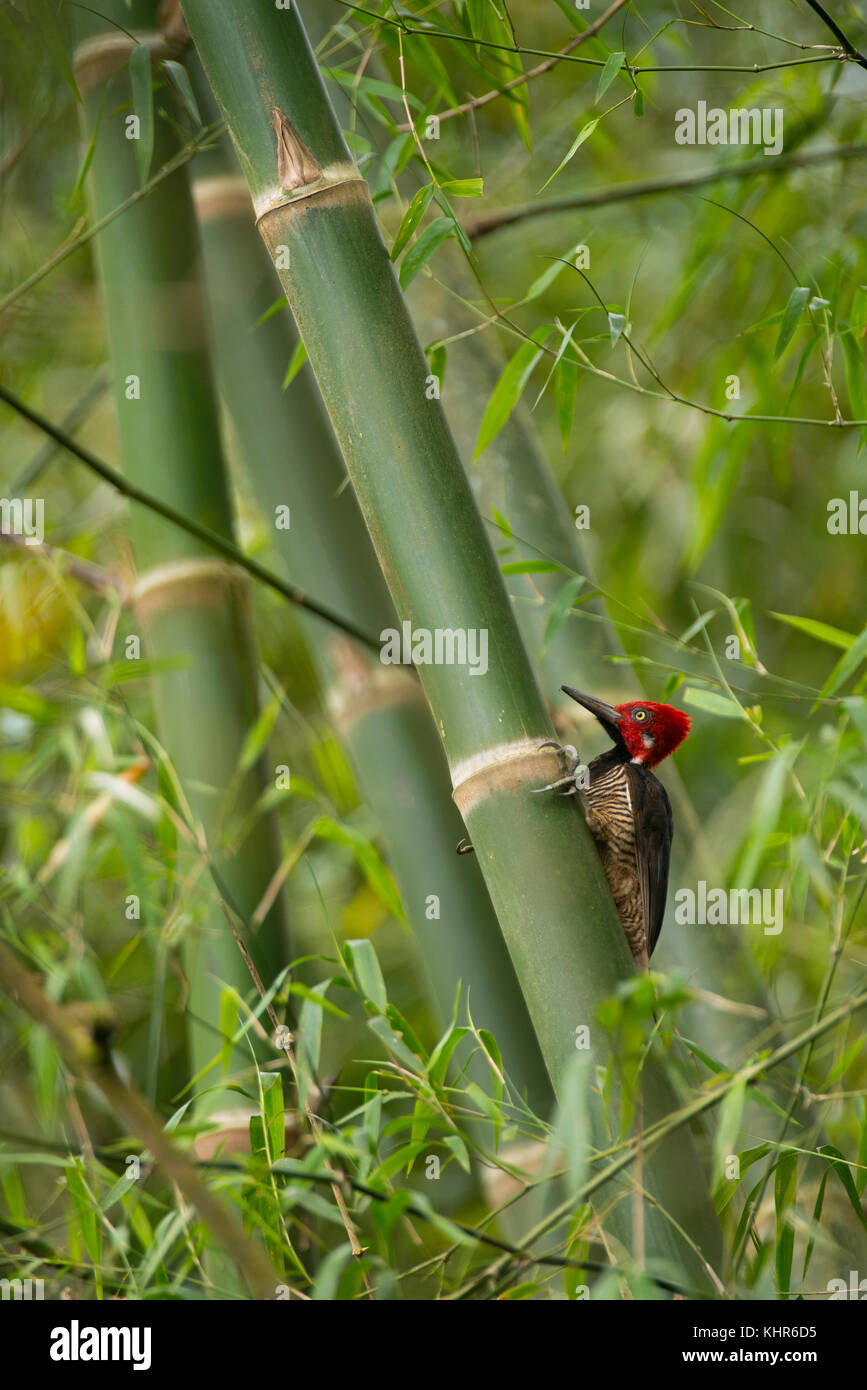 Guayaquil Woodpecker (Campephilus gayaquilensis), Choco Rainforest ...