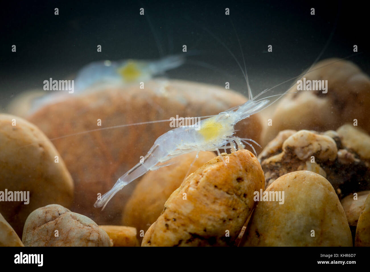 Kentucky Cave Shrimp (Palaemonias ganteri), Mammoth Cave National Park ...