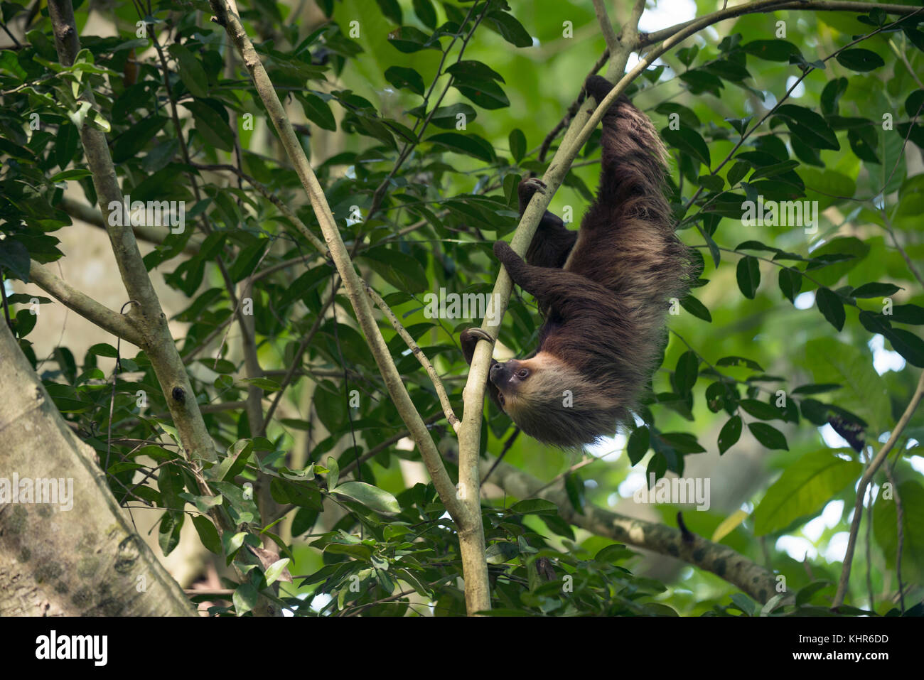 Hoffmann's Two-toed Sloth (Choloepus hoffmanni) in tree, Ecuador Stock ...