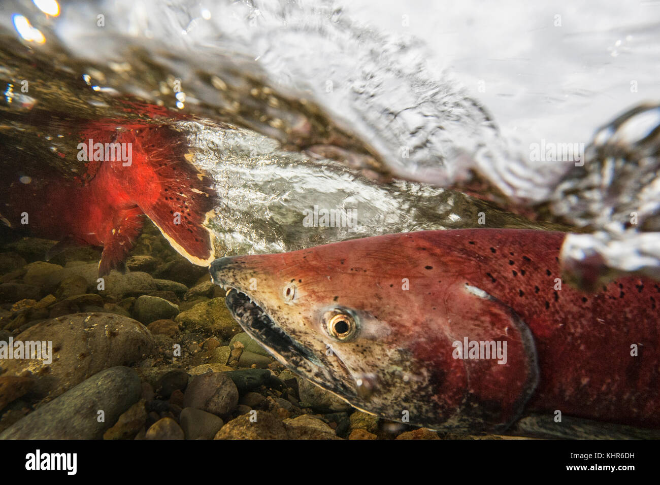 Chinook Salmon (Oncorhynchus tshawytscha) pair spawning in small ...