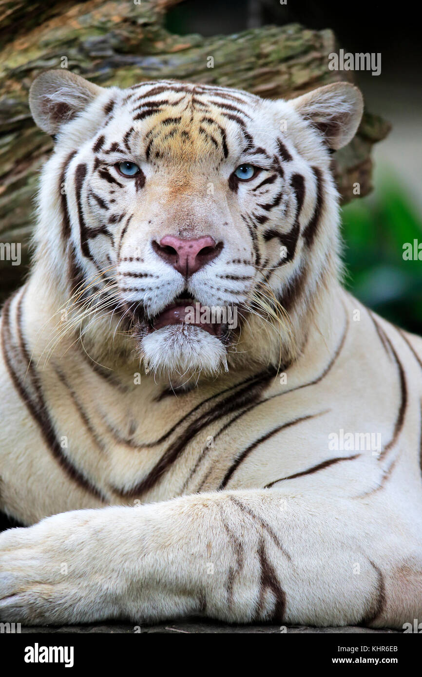 Bengal Tiger (Panthera tigris tigris), white morph, Singapore Zoo ...