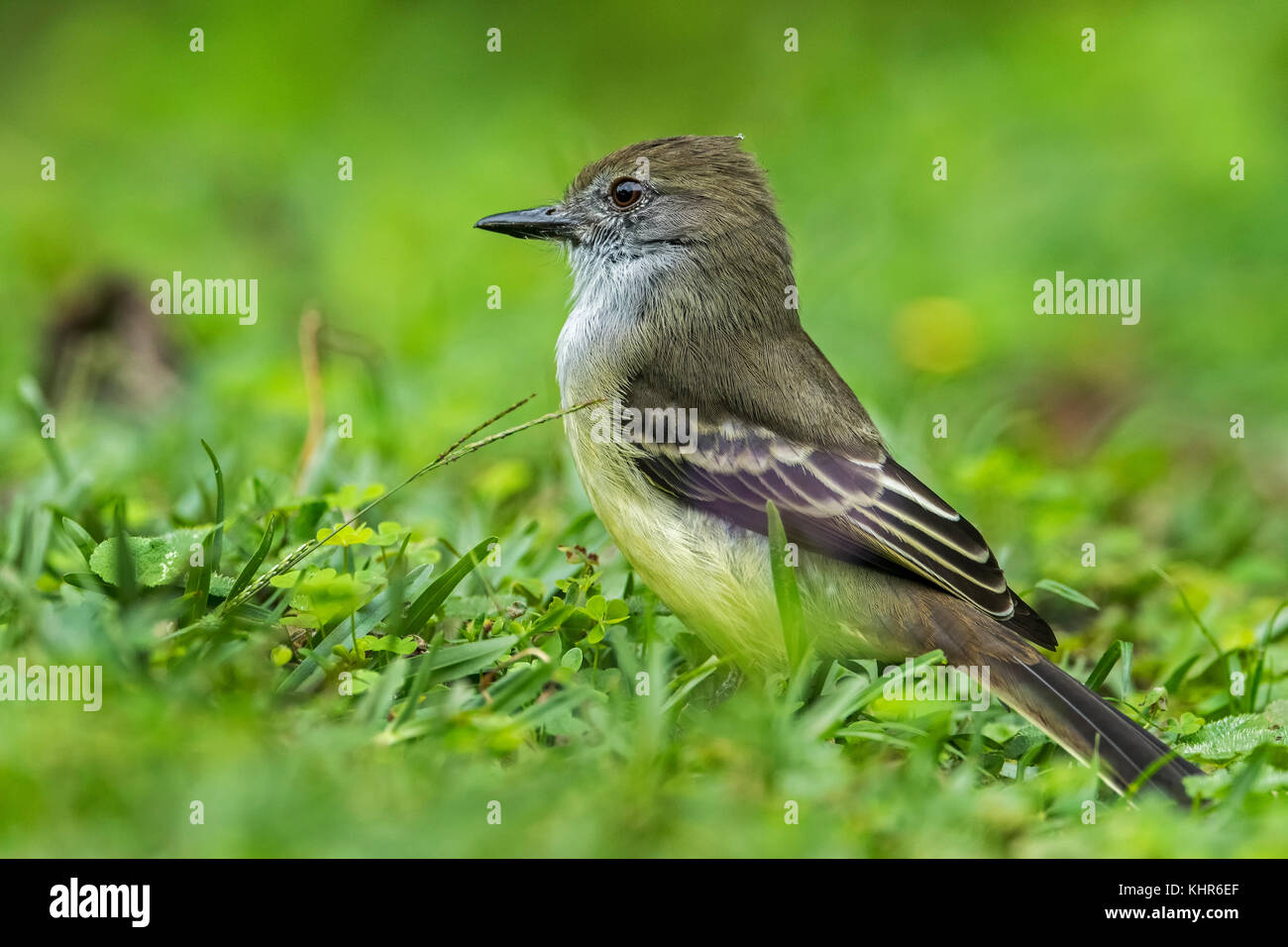 Apical Flycatcher (Myiarchus apicalis), Chicaque Natural Park, Colombia ...