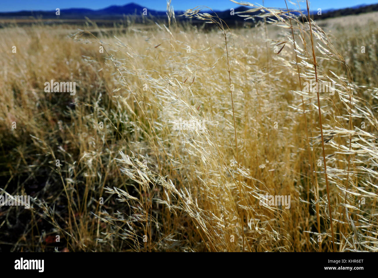 Tan grass hi-res stock photography and images - Alamy