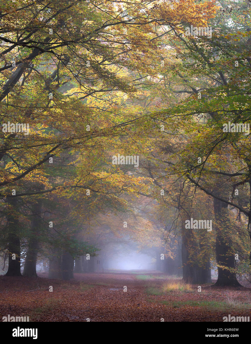 European Beech (Fagus sylvatica) trees in autumn, Netherlands Stock ...