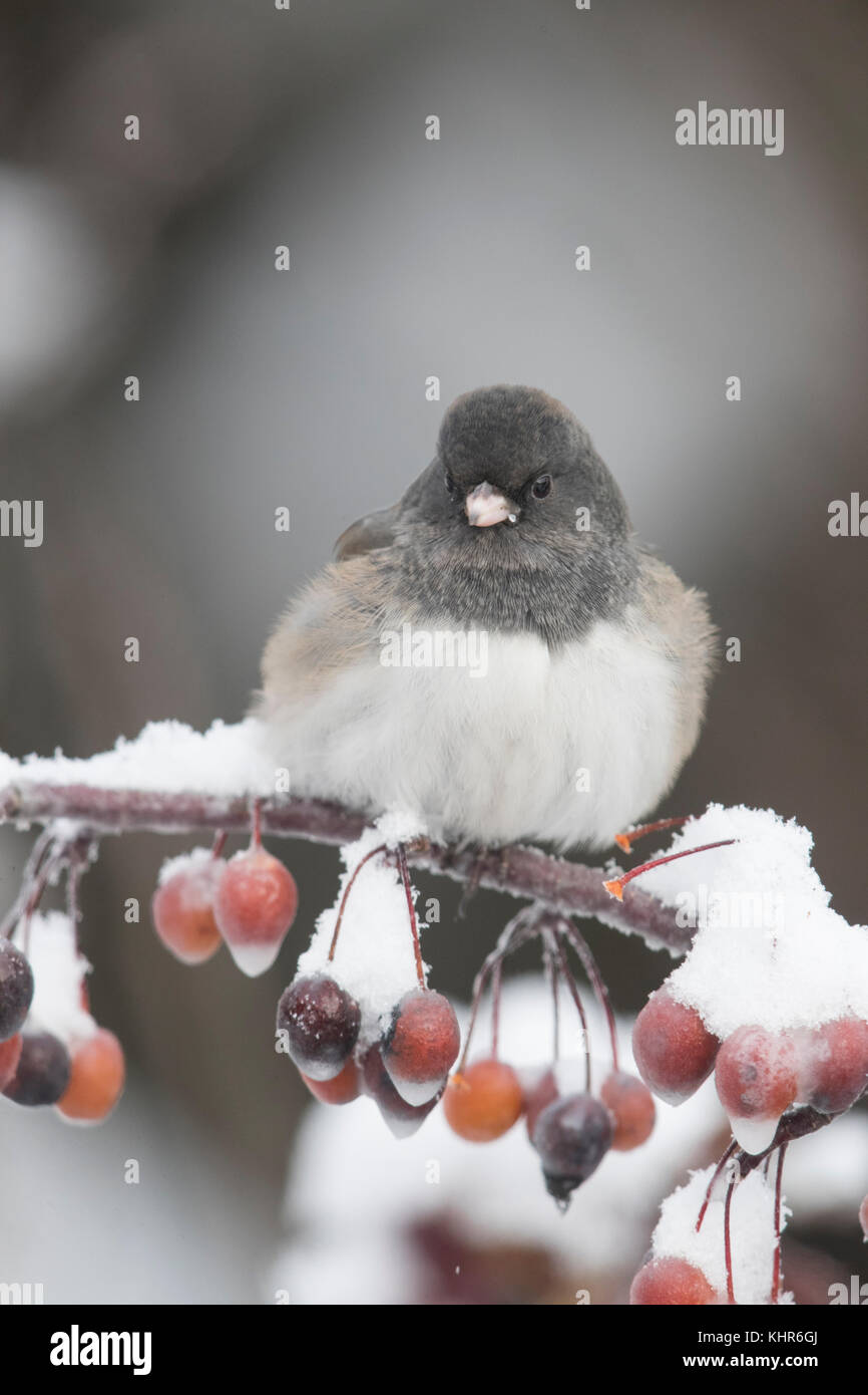 Dark-eyed Junco (Junco hyemalis) in winter, Troy, Montana Stock Photo ...
