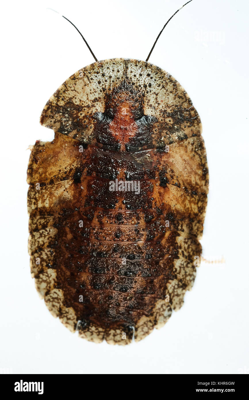 Bark Cockroach (Laxta sp), Yasuni National Park, Ecuador Stock Photo ...