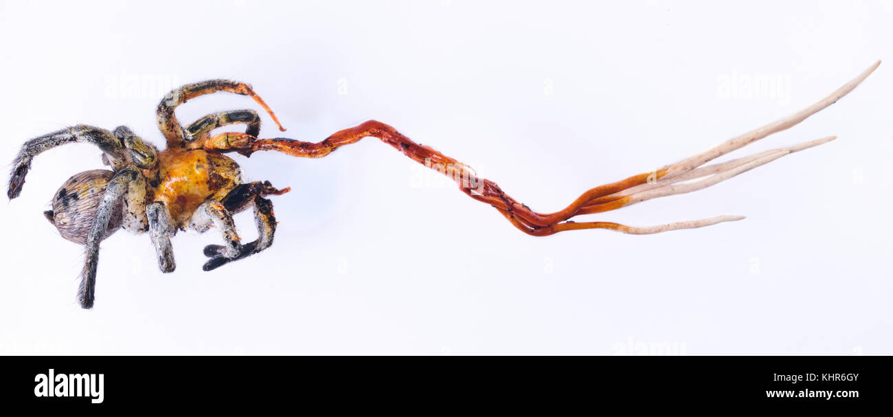 Sac Fungus (Cordyceps caloceroides) which has infected a spider, Yasuni ...