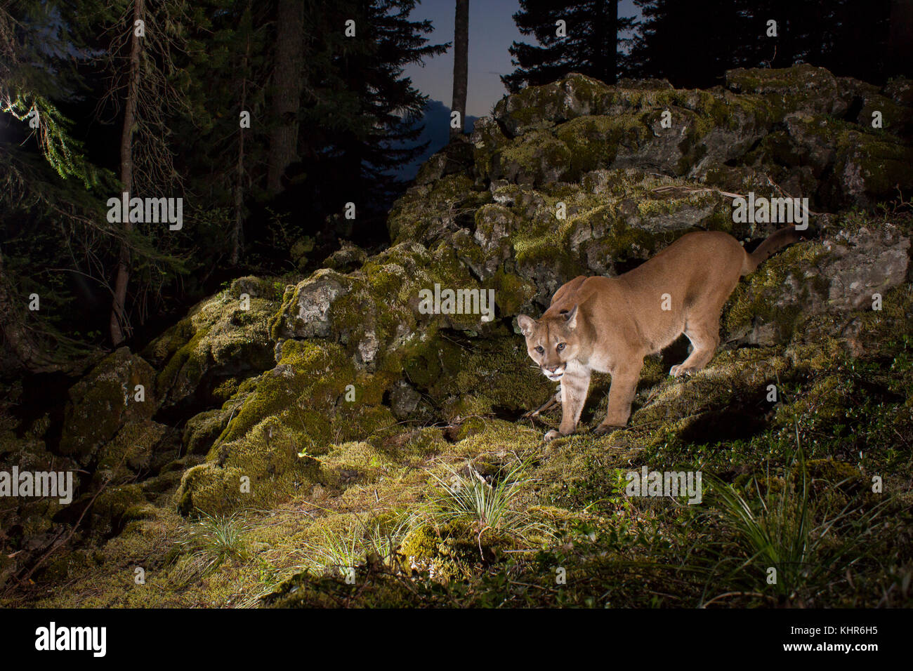 Mountain Lion (Puma concolor) at night, Washingon Stock Photo - Alamy