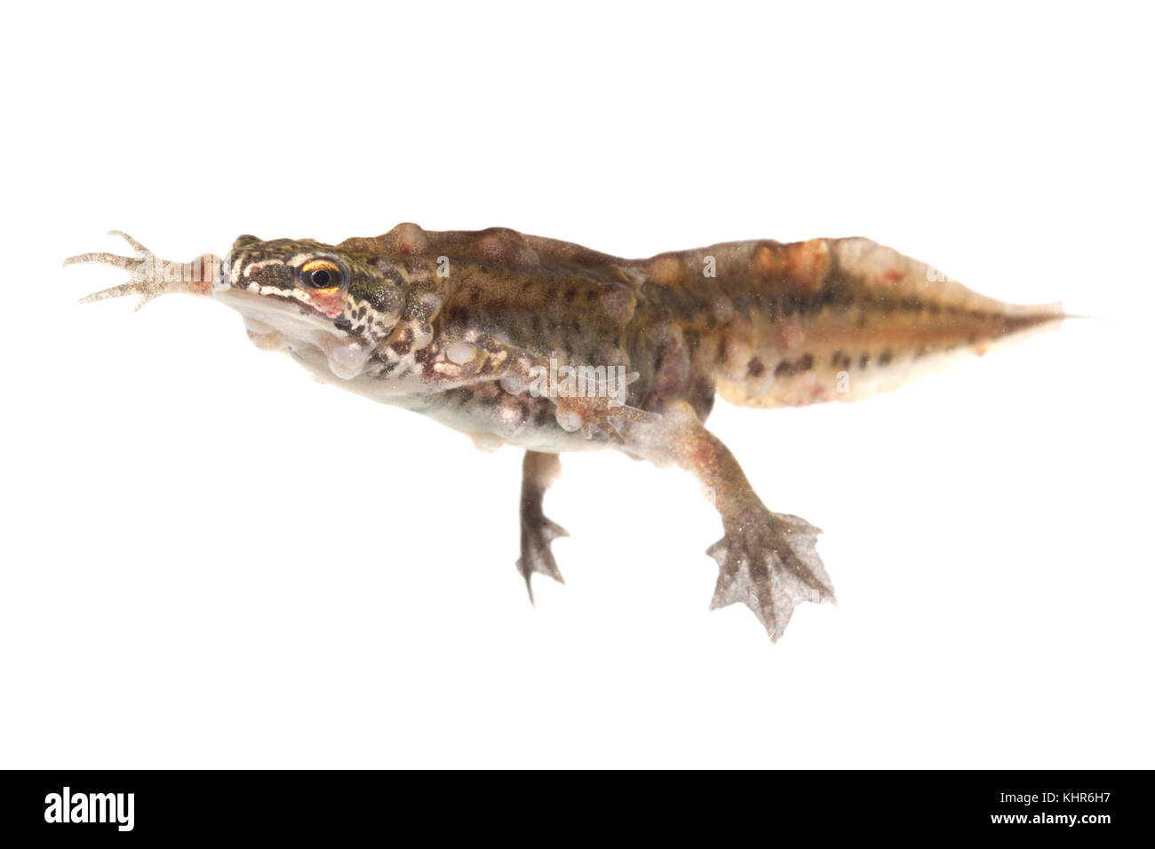 Palmate Newt (Triturus helveticus) with Amphibiocystidium ...