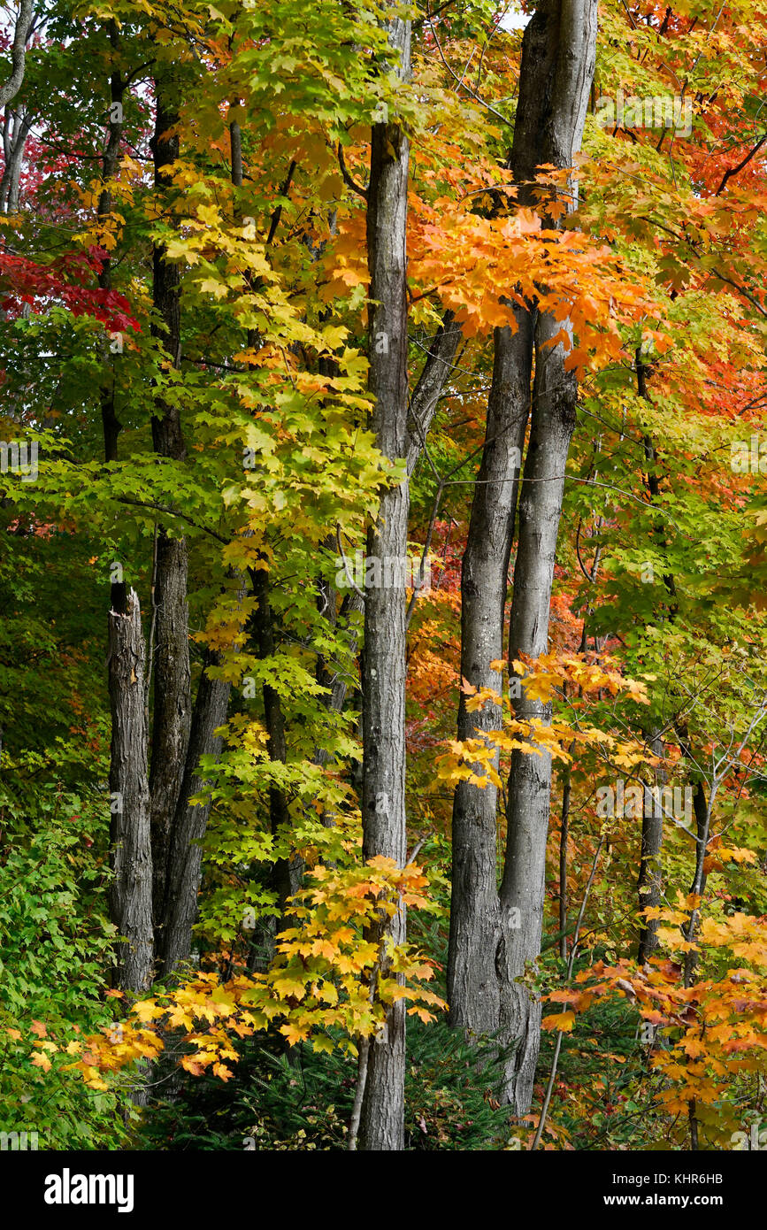 Maple (Acer sp) trees in autumn, Mont-Tremblant, Quebec, Canada Stock ...