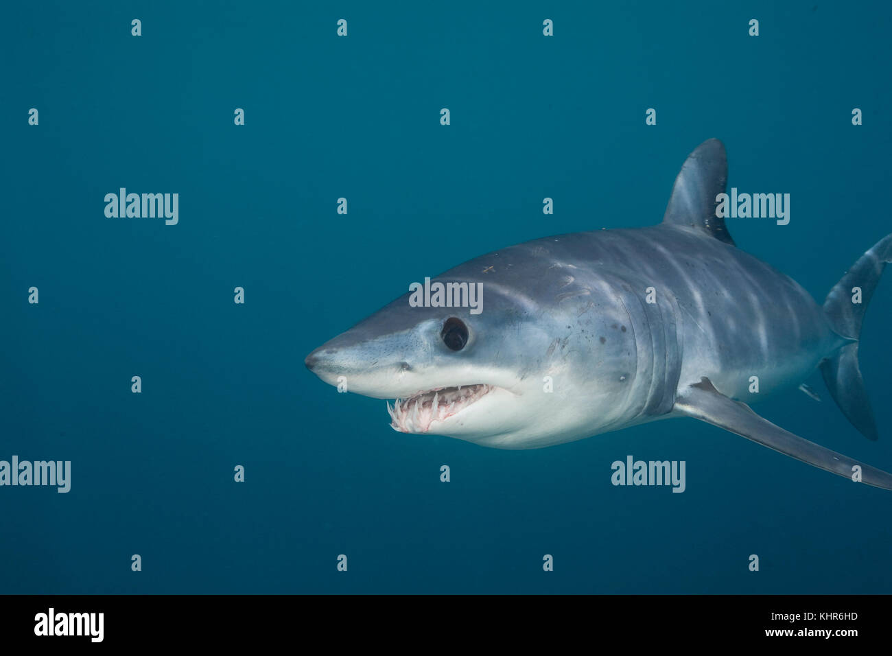 Atlantic Mako (Isurus oxyrhynchus), La Jolla, San Diego, California ...