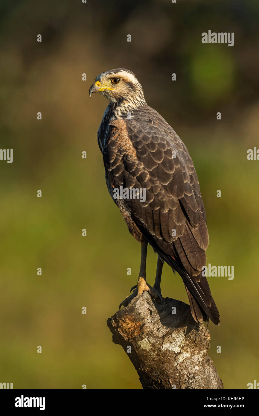 Savannah Hawk (Buteogallus meridionalis) juvenile, Los Llanos, Colombia ...