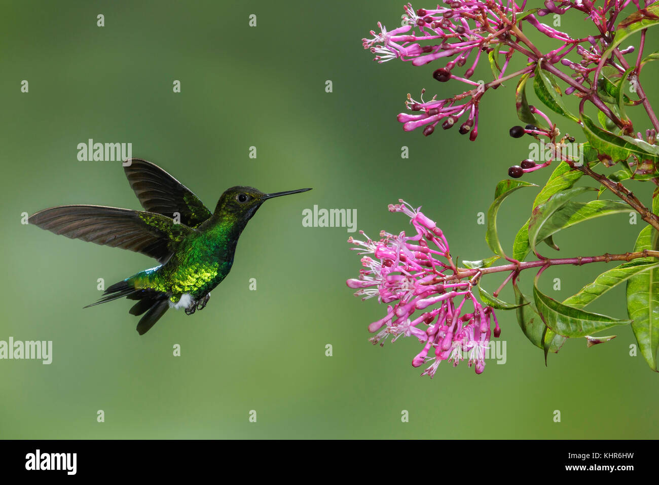 Glowing Puffleg (Eriocnemis vestitus) feeding on flower nectar ...