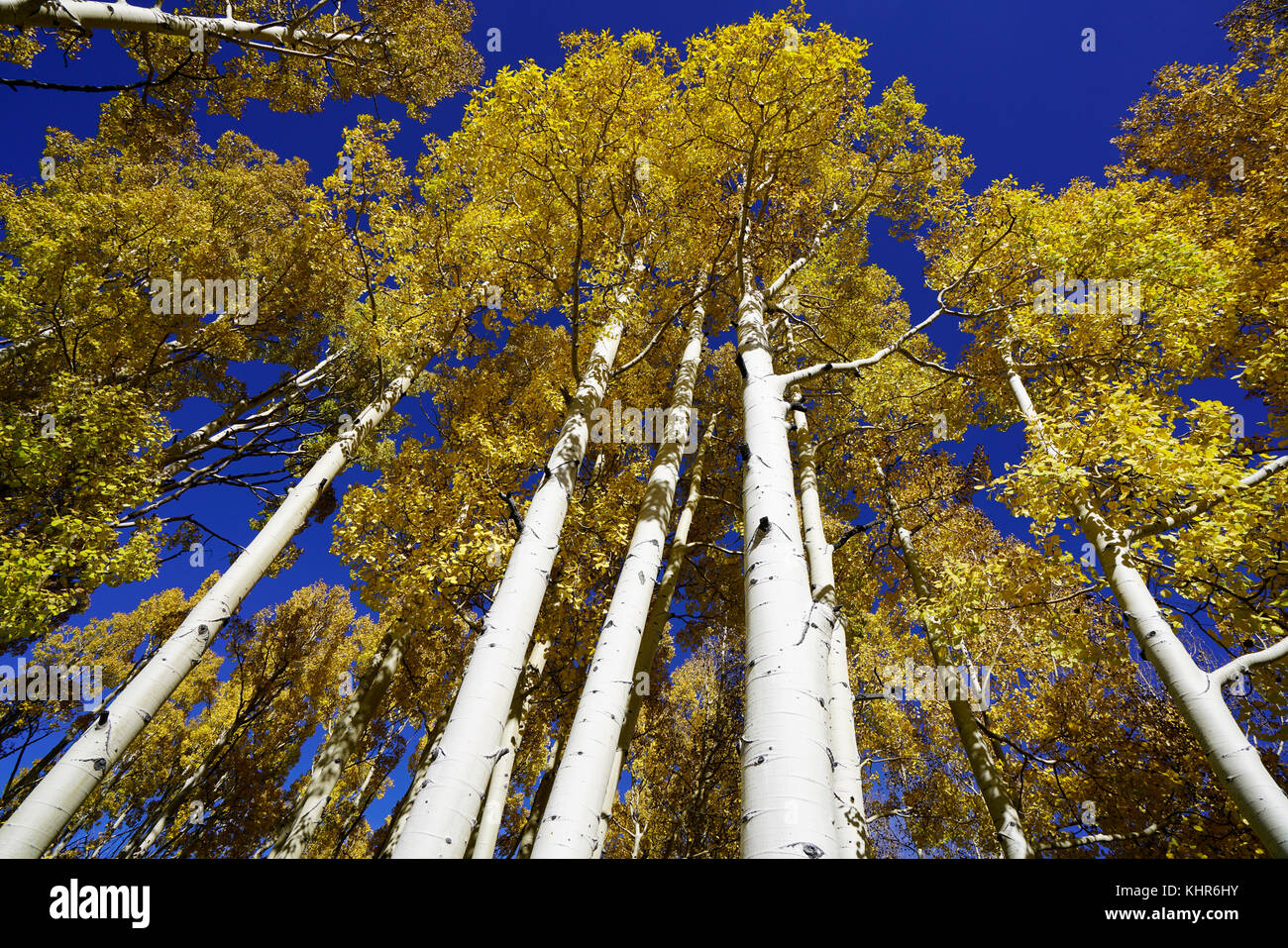 Quaking Aspen (Populus tremuloides) forest in fall, Colorado Stock ...
