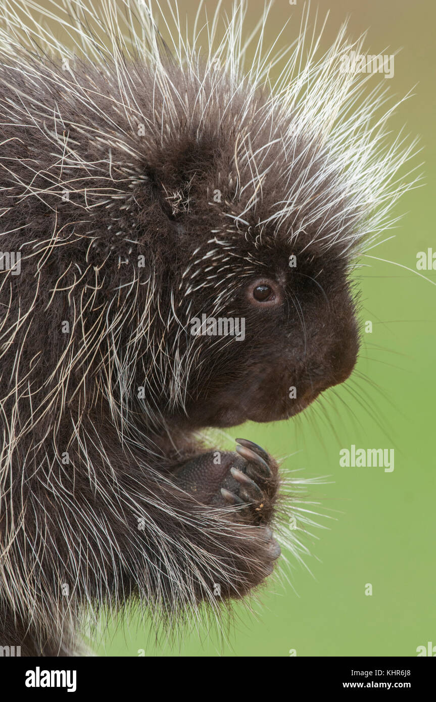 Common Porcupine (Erethizon dorsatum), Howell Nature Center, Michigan ...