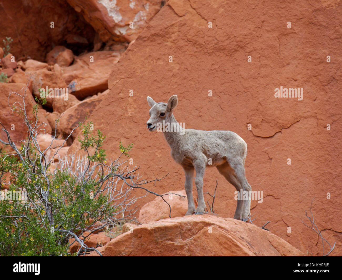 Desert Bighorn Sheep (Ovis canadensis nelsoni) lamb, Valley of Fire ...