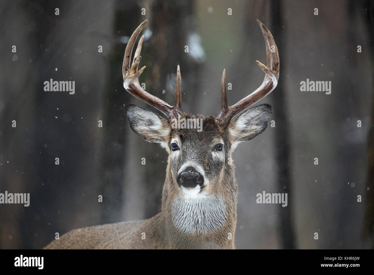 White-tailed Deer (Odocoileus virginianus) buck, Minnesota River, Fort ...