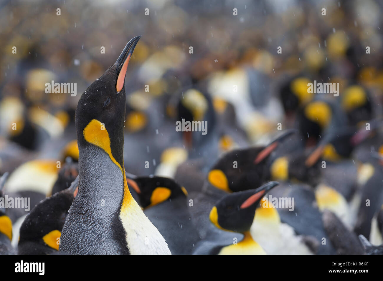 King Penguin (Aptenodytes patagonicus) colony during snowfall, Gold ...
