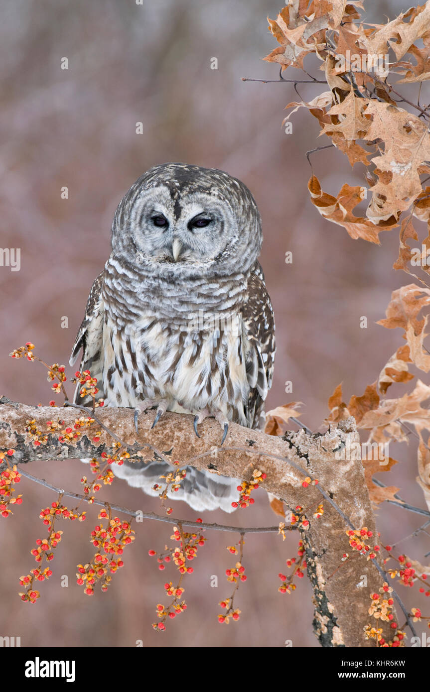 Barred Owl (Strix varia), Howell Nature Center, Michigan Stock Photo ...