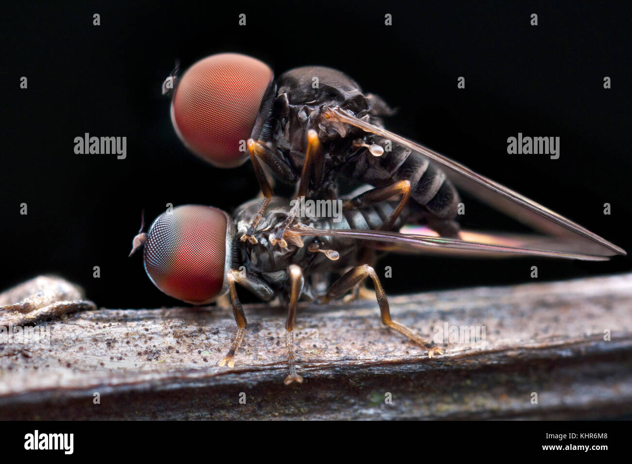 Fly (Pipunculidae) pair mating, Antananarivo, Madagascar Stock Photo ...