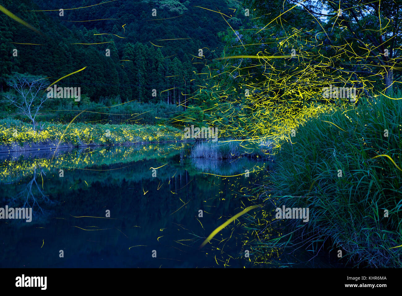 Japanese Firefly (Luciola cruciata) group flying along river at night ...