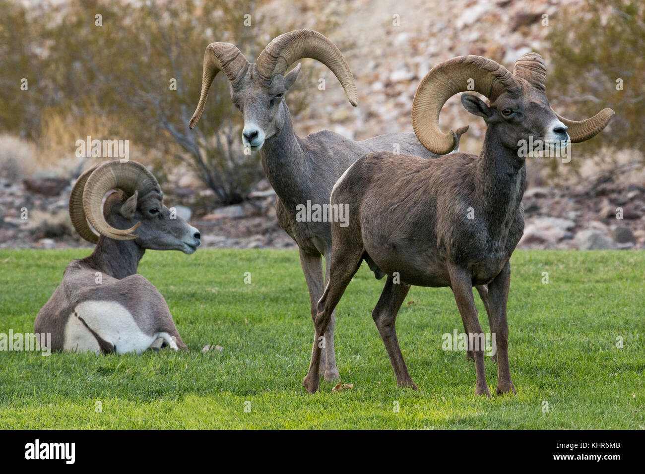 Desert Bighorn Sheep (Ovis canadensis nelsoni) rams on lawn, Hemenway ...