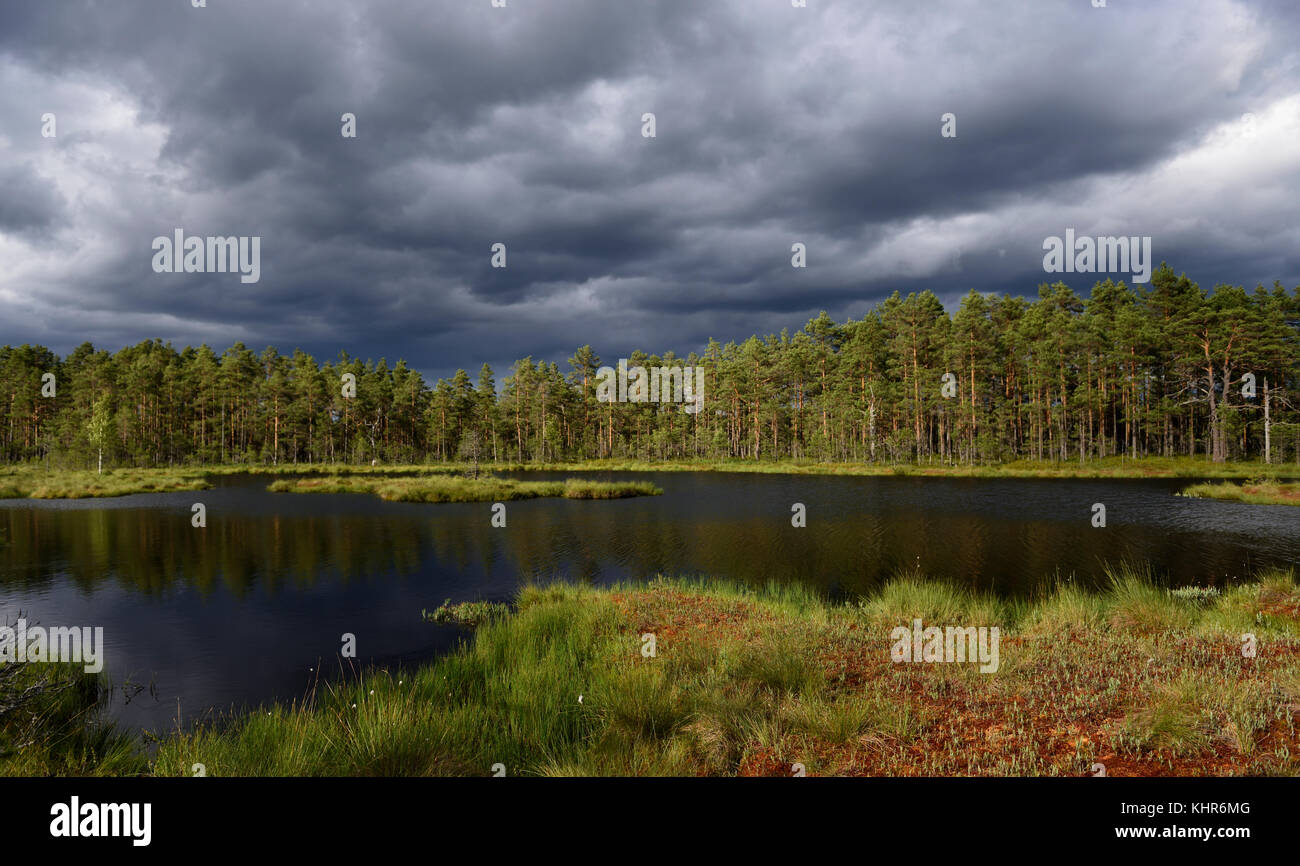 Lake and boreal forest, Sweden Stock Photo - Alamy