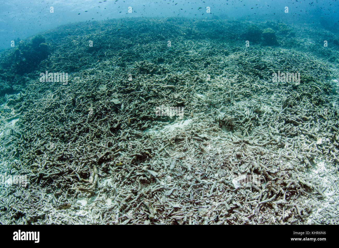 Destroyed reef from dynamite fishing, Raja Ampat Islands, Indonesia ...