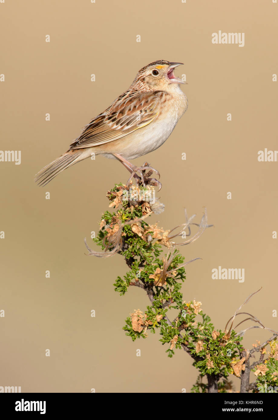 Grasshopper Sparrow (Ammodramus savannarum) male calling, Arizona Stock ...