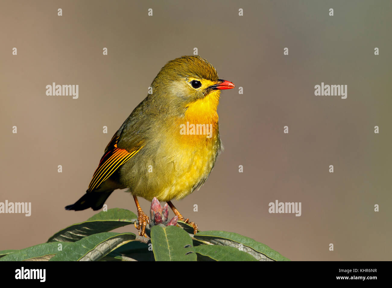 "Red-billed Leiothrix (Leiothrix lutea), West Bengal, India Stock Photo ...