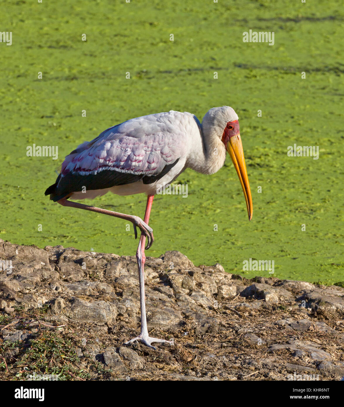 Yellow-billed Stork (Mycteria ibis), Kruger National Park, South Africa ...