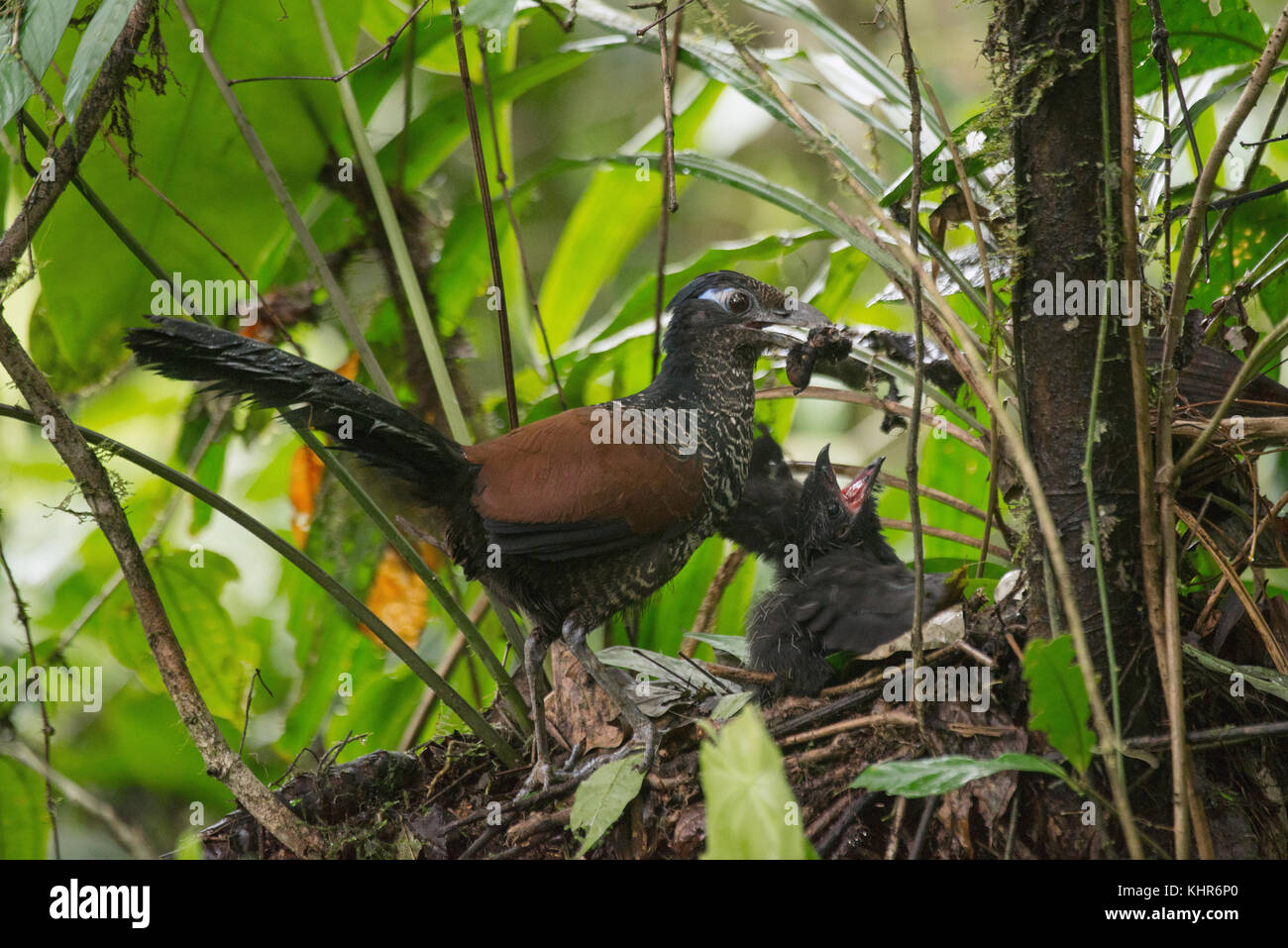 Banded Ground-Cuckoo (Neomorphus radiolosus) parent at nest with ...