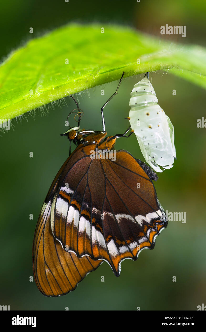 Rusty-tipped Page (Siproeta epaphus) butterfly newly emerged from ...