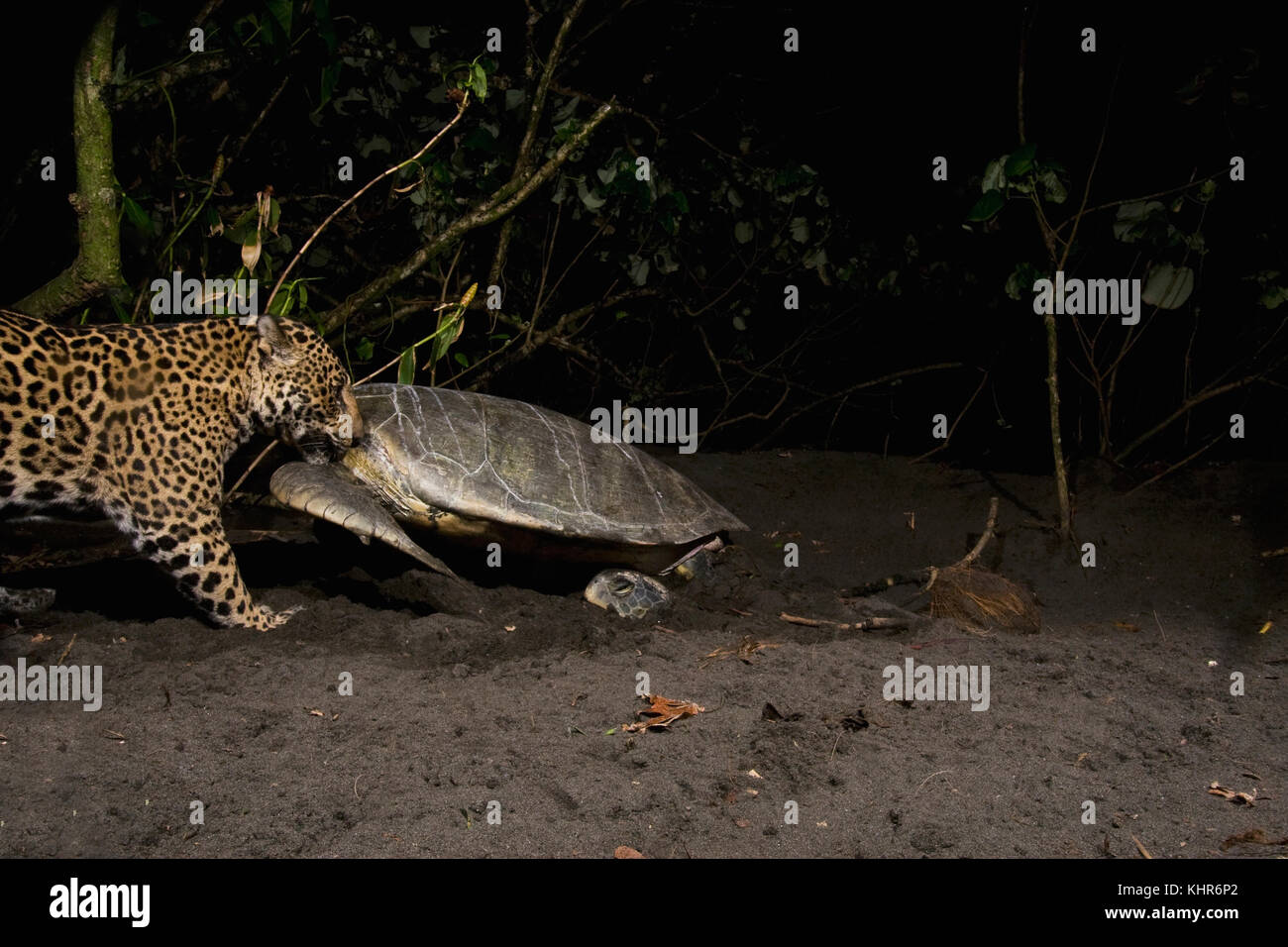 Jaguar (Panthera onca) female dragging predated Green Sea Turtle ...