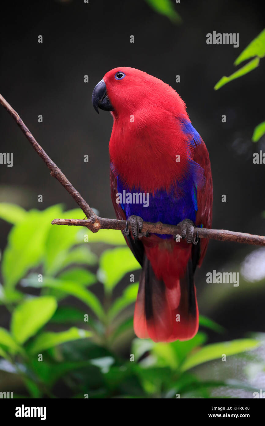 Eclectus Parrot (Eclectus roratus) female, Singapore Zoo, Singapore ...