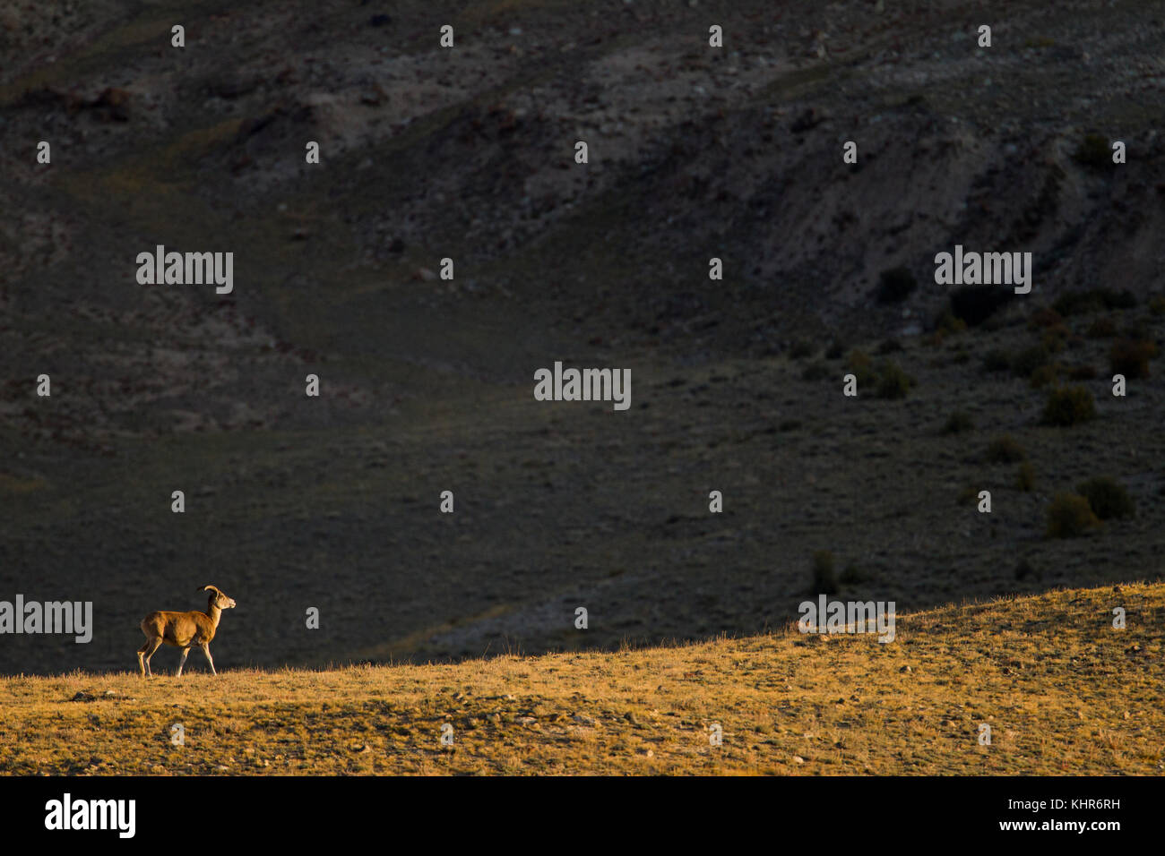 Argali (Ovis ammon) female, Sarychat-Ertash Strict Nature Reserve, Tien ...