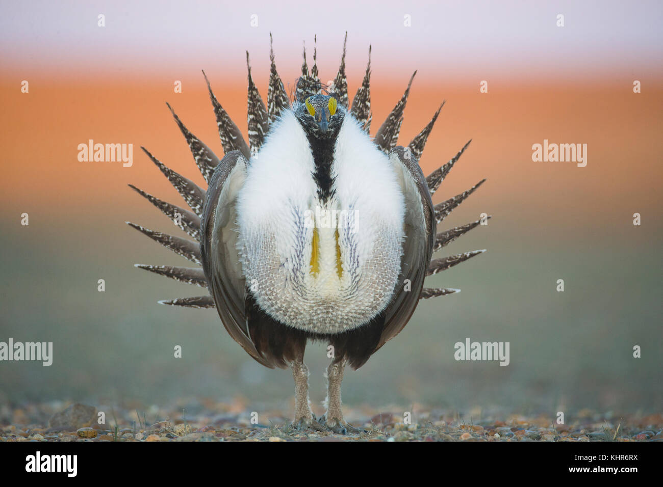 Sage Grouse (Centrocercus urophasianus) male displaying at lek, eastern ...