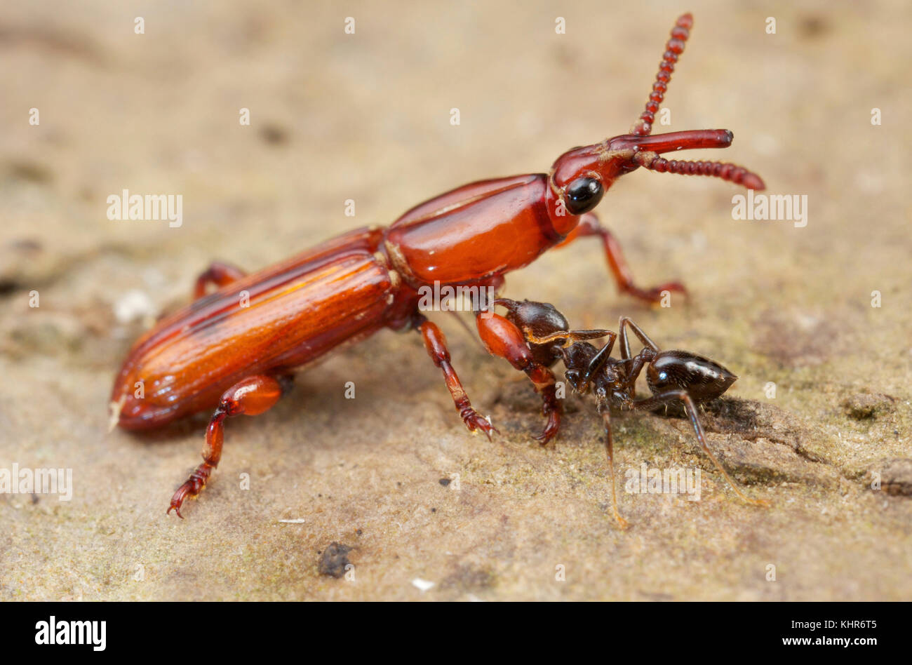 Ant (Crematogaster sp) attacking Straight-snouted Weevil (Brentidae ...