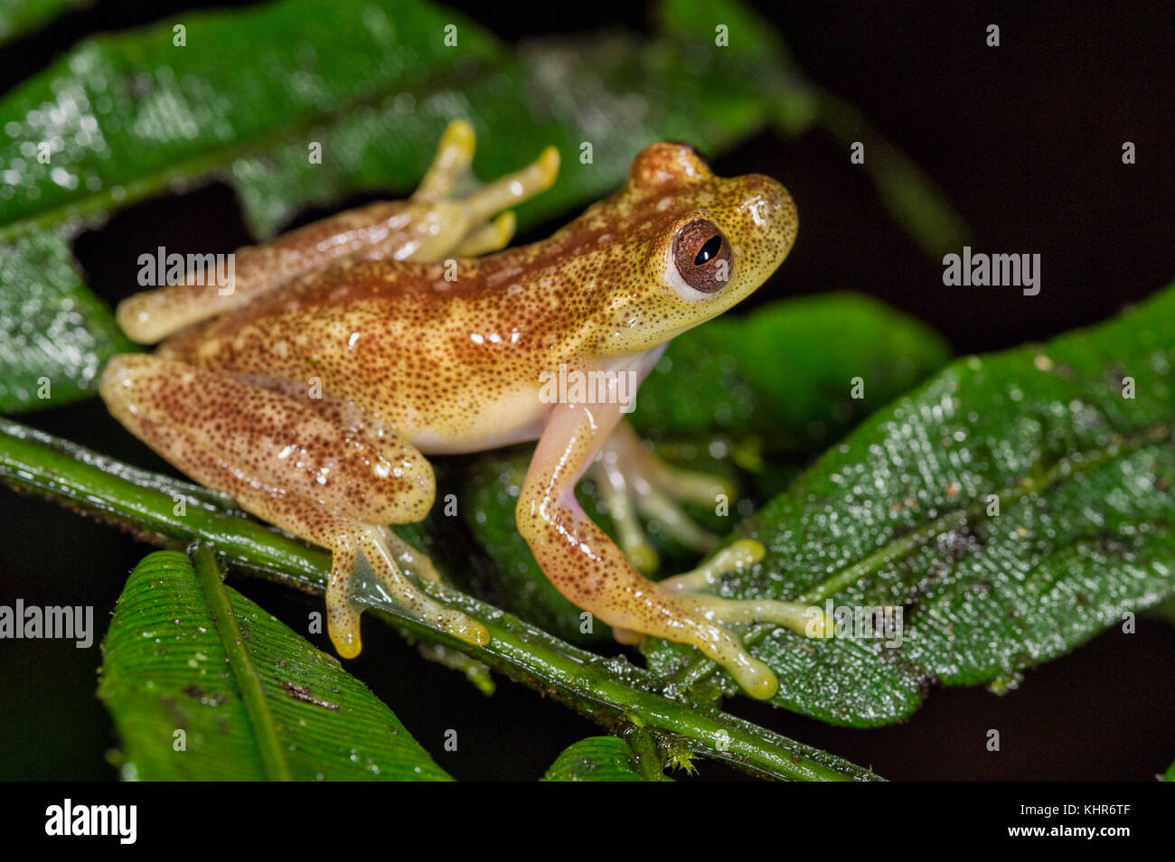 Mashpi Stream Treefrog (Hyloscirtus mashpi), Mashpi Rainforest ...