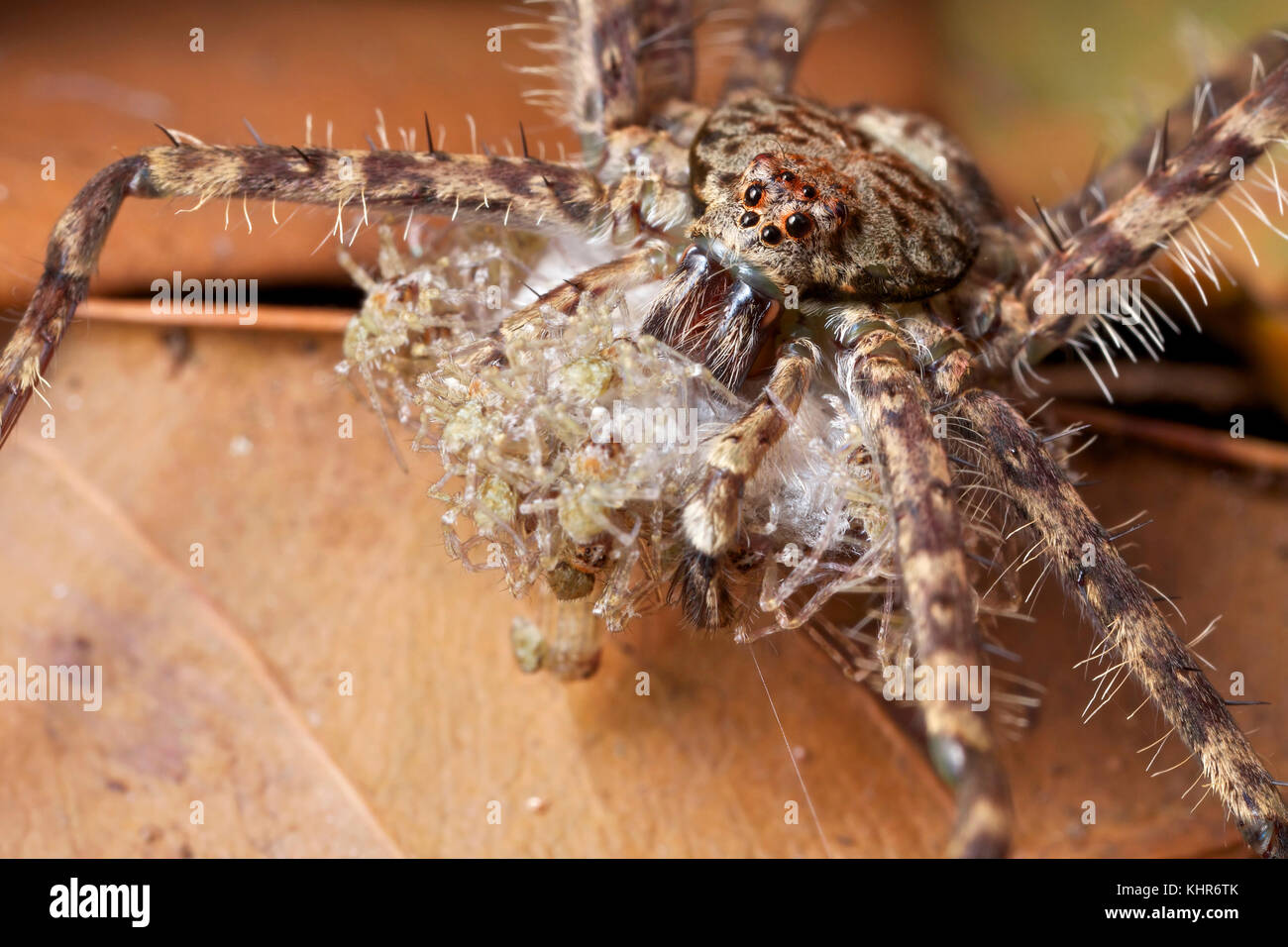 Giant Crab Spider (Sparassidae) mother with spiderlings, Udzungwa ...